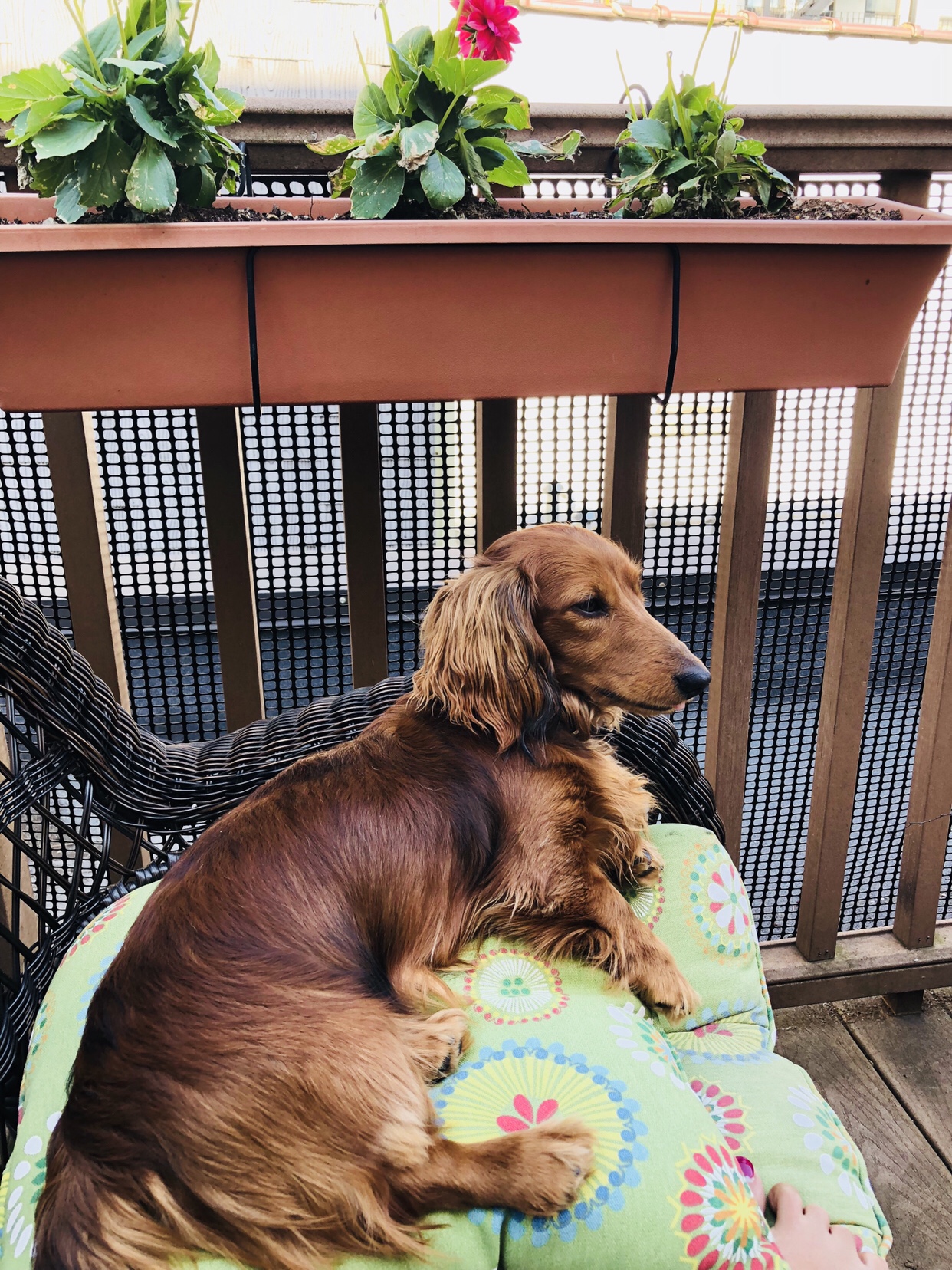 Bruno and a cookie recipe – Calcutta Chow